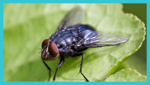 Blue Bottle Fly Description & Facts - PPC Pest Database