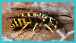 Yellow Jacket Description & Facts - Las Vegas Yellowjacket Exterminators